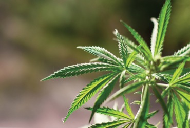 Regular Marijuana Use Changes Anesthesia Needs