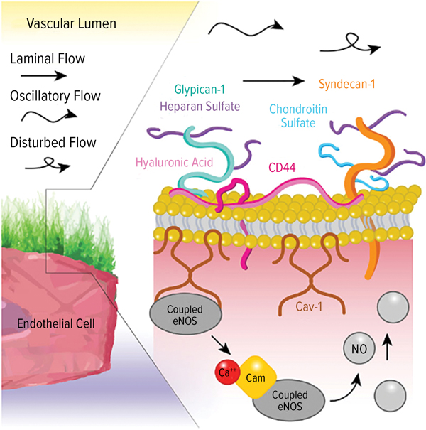 Endothelial Glycocalyx: The New Frontier in Perioperative Medicine